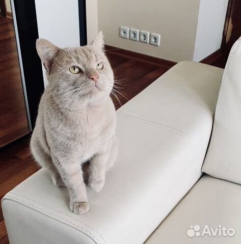 Кот 1 год, персиковый окрас