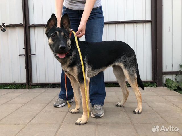 Девочка, метис овчарки, ищет родной дом
