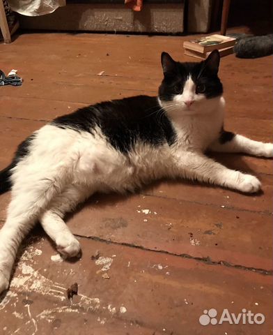 Кот бесплатно