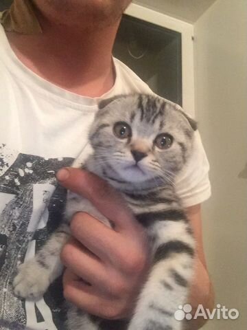 Шотландские котята