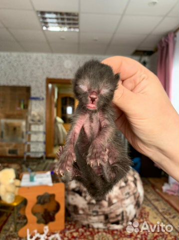 Котята ликои