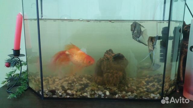 Аквариум рыбки аэратор и корм в придачу