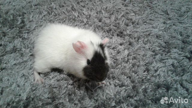 Молодая морская свинка (два с половиной месяца)