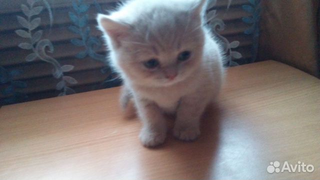 Кремовый британец, очень милый,ласковый