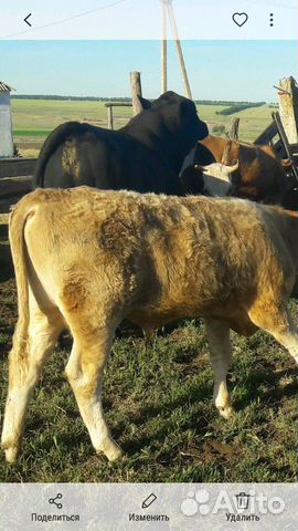 Бык производитель