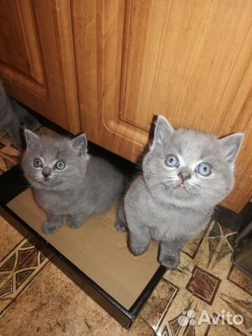 Британские малыши