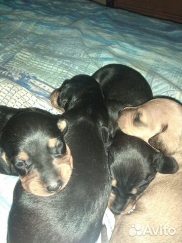 Щенки таксы