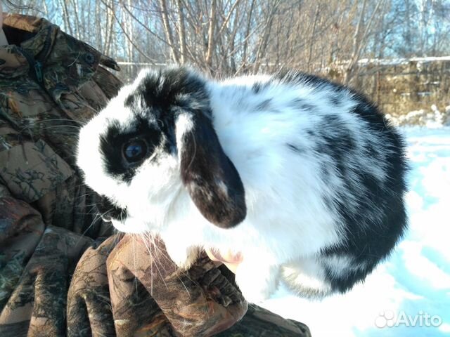 Продаётся декоративный вислоухий кролик