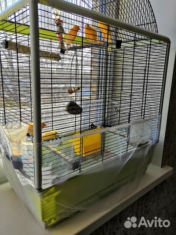 Кенари и канарейки