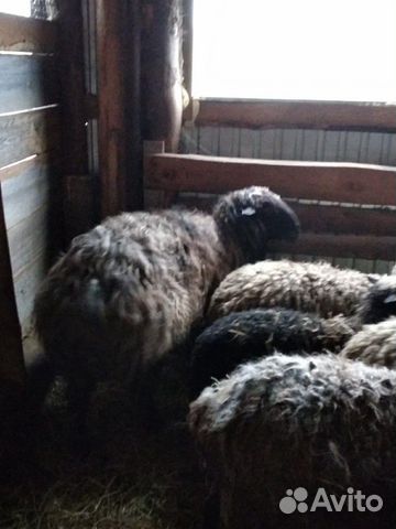 Эдельбаевский курдючный баран