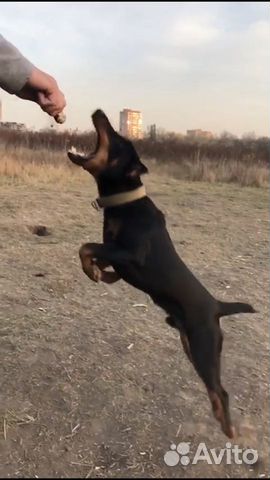 Продам ягдтерьера