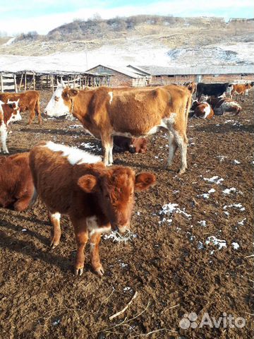 Бычки и тёлачка