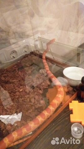Маисовый полоз