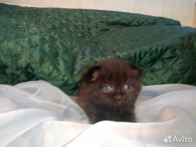 Шоколадная вислоухая девочка