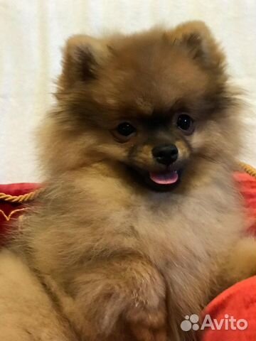 Симпатяжка,праздничная цена