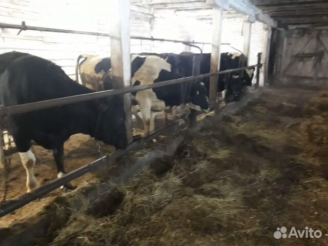 Реализуем нетелей чёрно-пёстрой породы