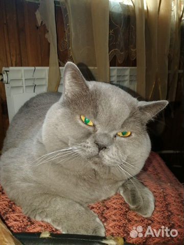 Породный британский кот на вязку