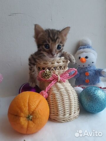 Новогодние бенгальские котята