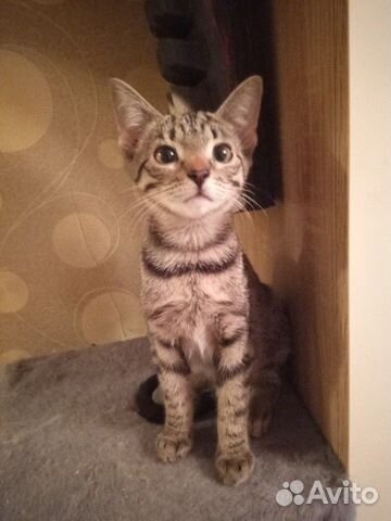 Кошка