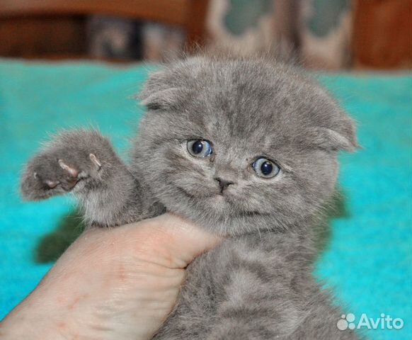 Шотландские котята