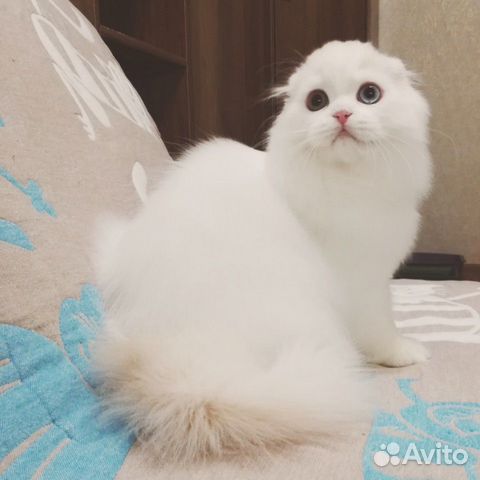 Хайленд фолд