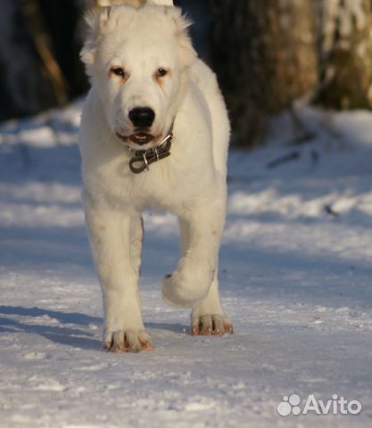 Щенок Туркменского алабая кобель