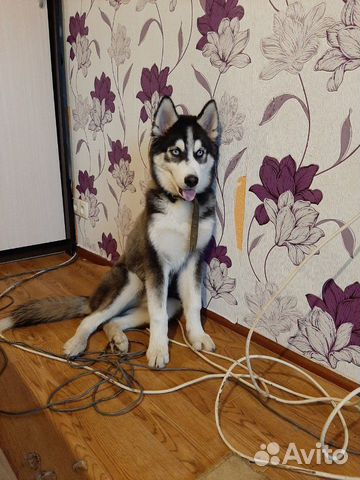 Сибирский хаски