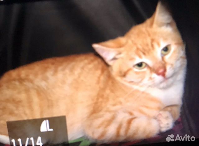 Рыжий котёнок Файер мальчик 3 месяца