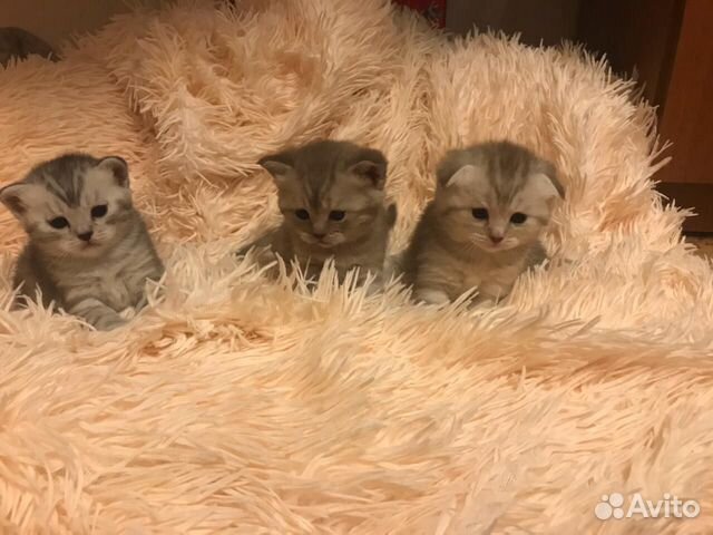 Шотландские котята