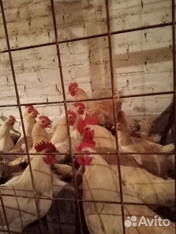 Петухи родонит