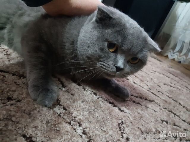 Кот на Вязку