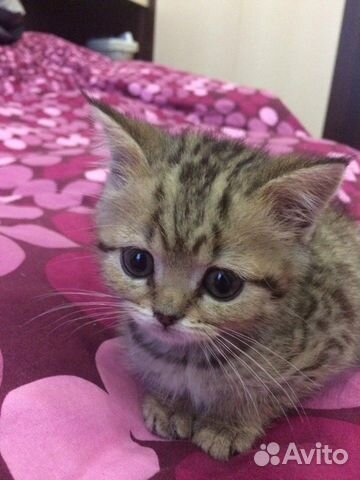 Британские котята