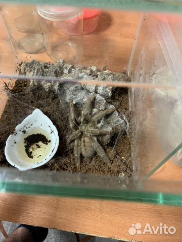 Паук Psalmopoeus cambridgei тринидадский шевронный