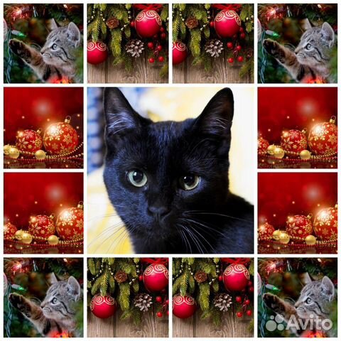 Черная красивая кошечка Агата 9 мес ищет свой дом