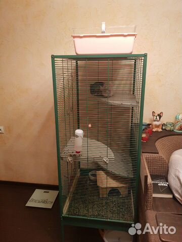 Шиншилы