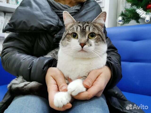 Кот Миша