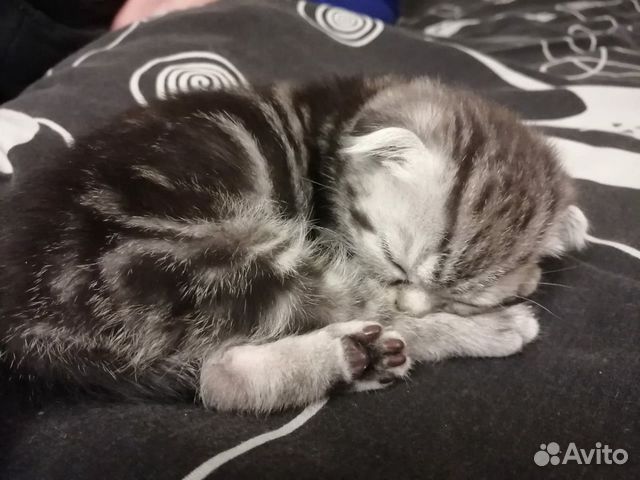 Шотландские котята