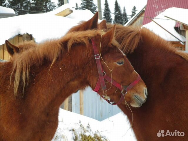 Русские Тяжеловозы