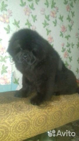 Ньюфодетки