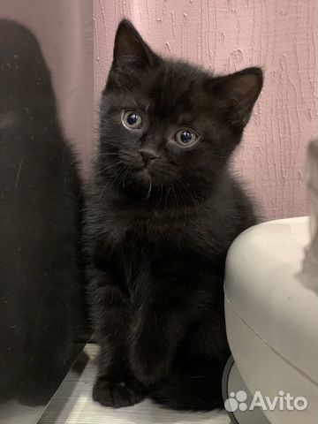 Котёнок полупородистый