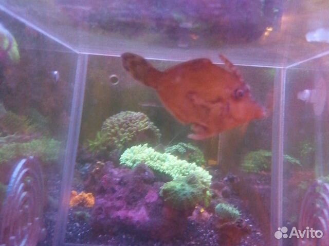 Морская рыбка акреихт