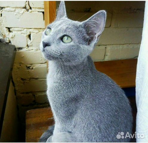 Котята породы Русская голубая/ласковые и очень кра