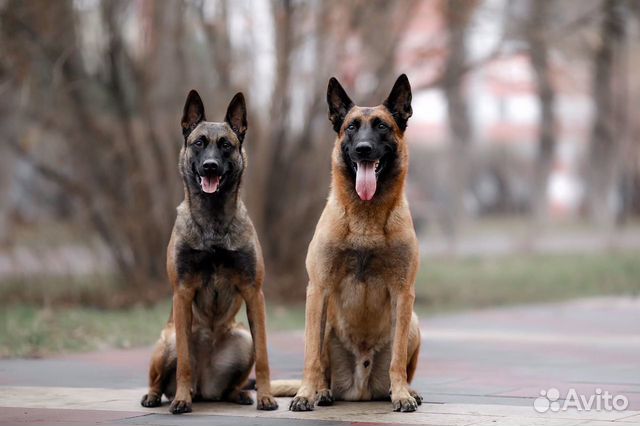 Бельгийская овчарка