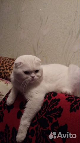 Котик ждёт в гости