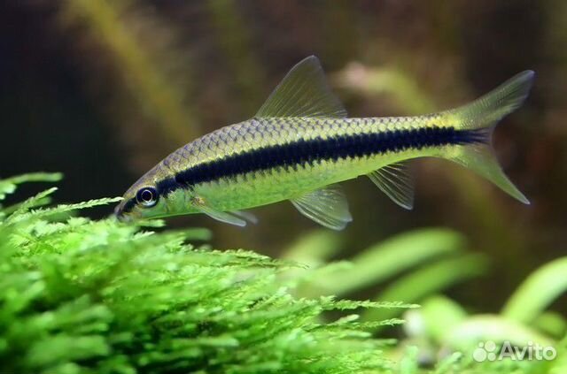 Сиамский водорослиед