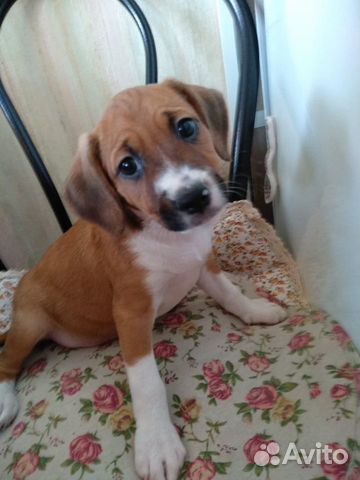 Щеночек стаффорширдского терьера