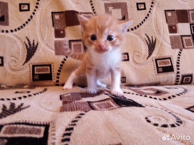 Котятки 1 мес. (бесплатно)