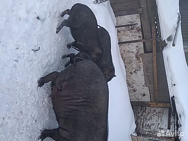 Вьетнамские свинки