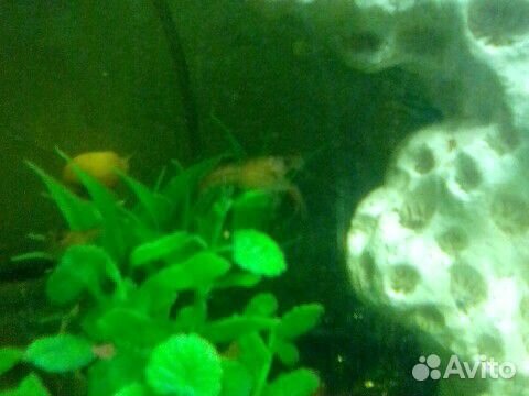 Мальки мраморного рака