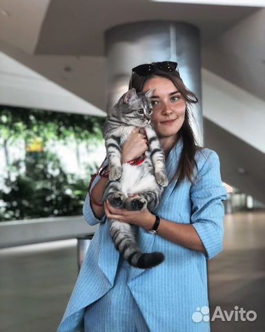 Вязка Скоттиш Страйт Шотландец